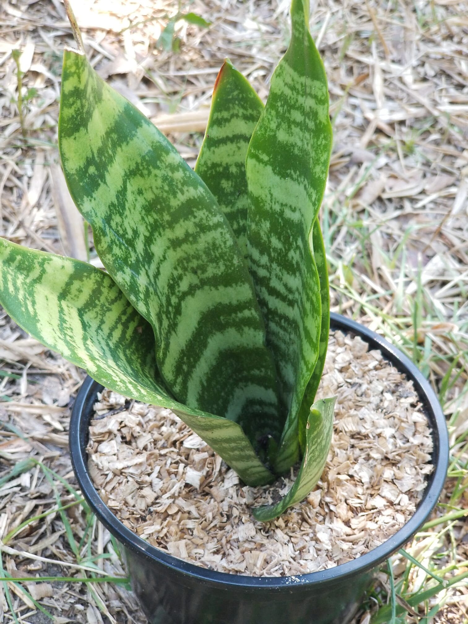 Healthy Sansevieria Trifasciata 'snake Plant' in 6-inch Pot 1-foot Tall ...