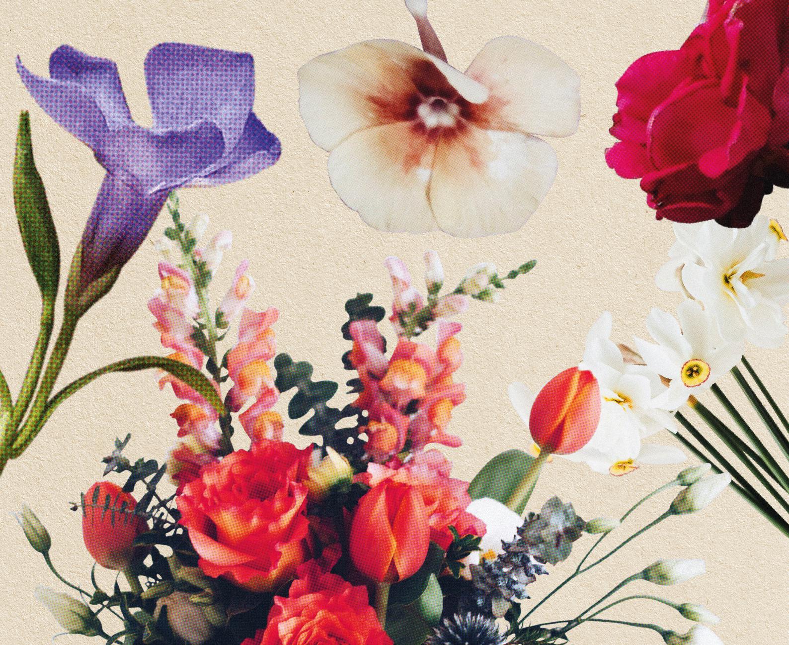 Floral Collage Cut-outs for Procreate, Illustrator, Photoshop, Affinity ...