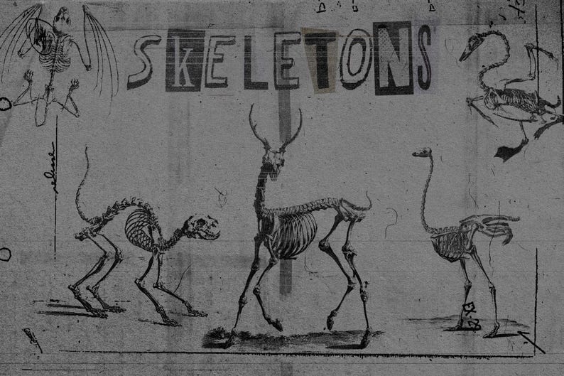 Bone Anatomy Pack Drawing References Pack | Skeletons and Bones ...