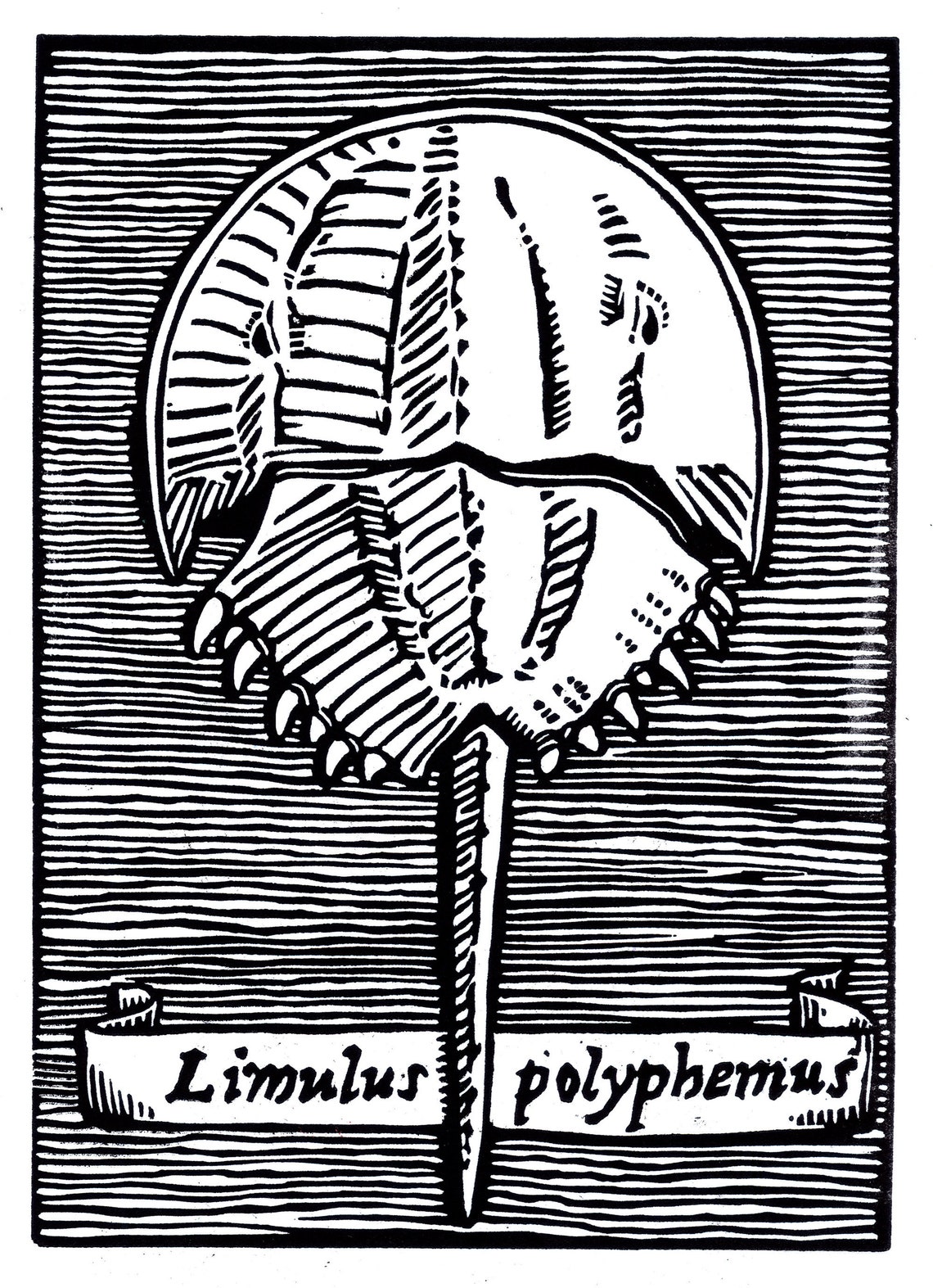 Atlantic Horseshoe Crab -- Original Linoleum Block Print - Etsy