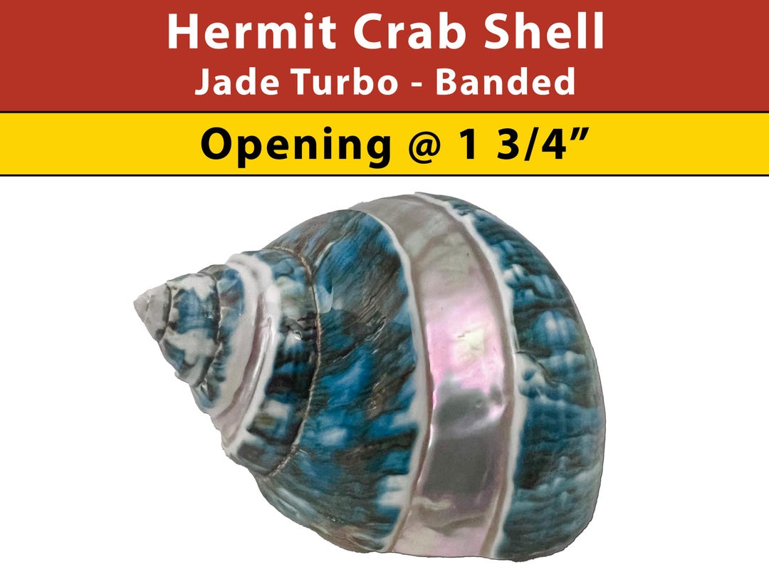Hermit Crab Shell - Jade Turbo - Banded - Opening Size 1 3/4" - (see ...