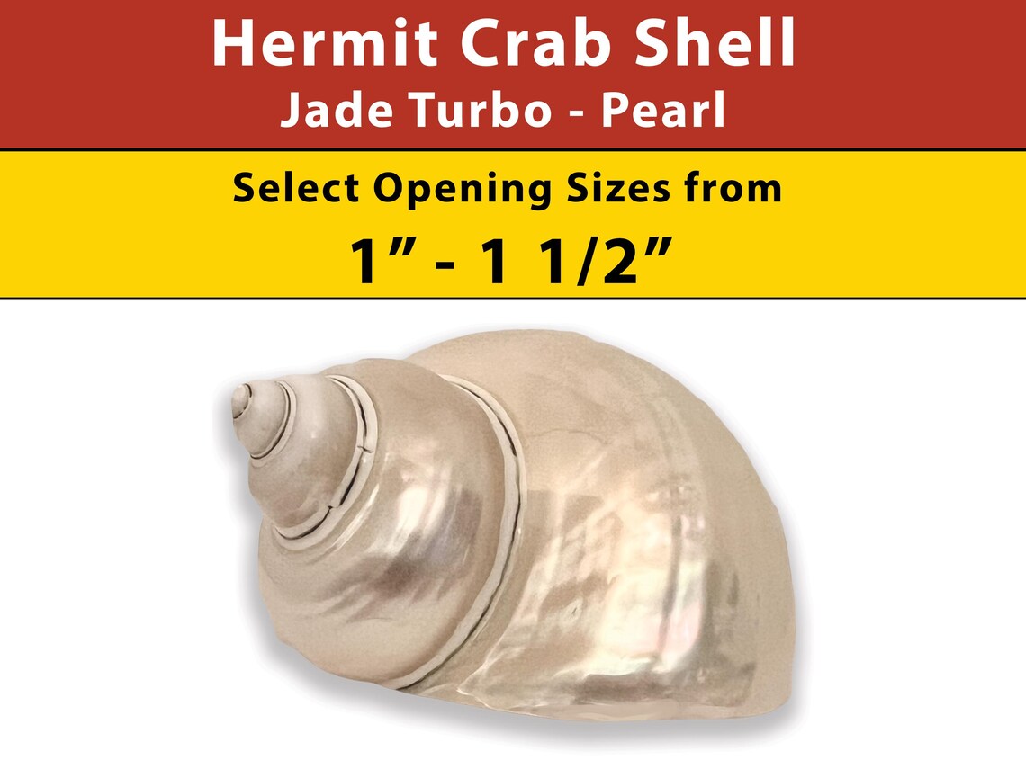 Hermit Crab Shell - Jade Turbo - Pearl - Select Opening Sizes From 1 1/ ...