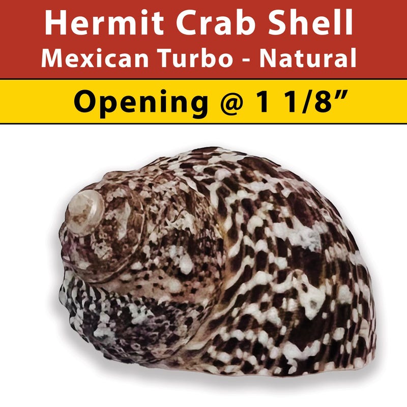 Etsy Hermit Crab Shells - Etsy