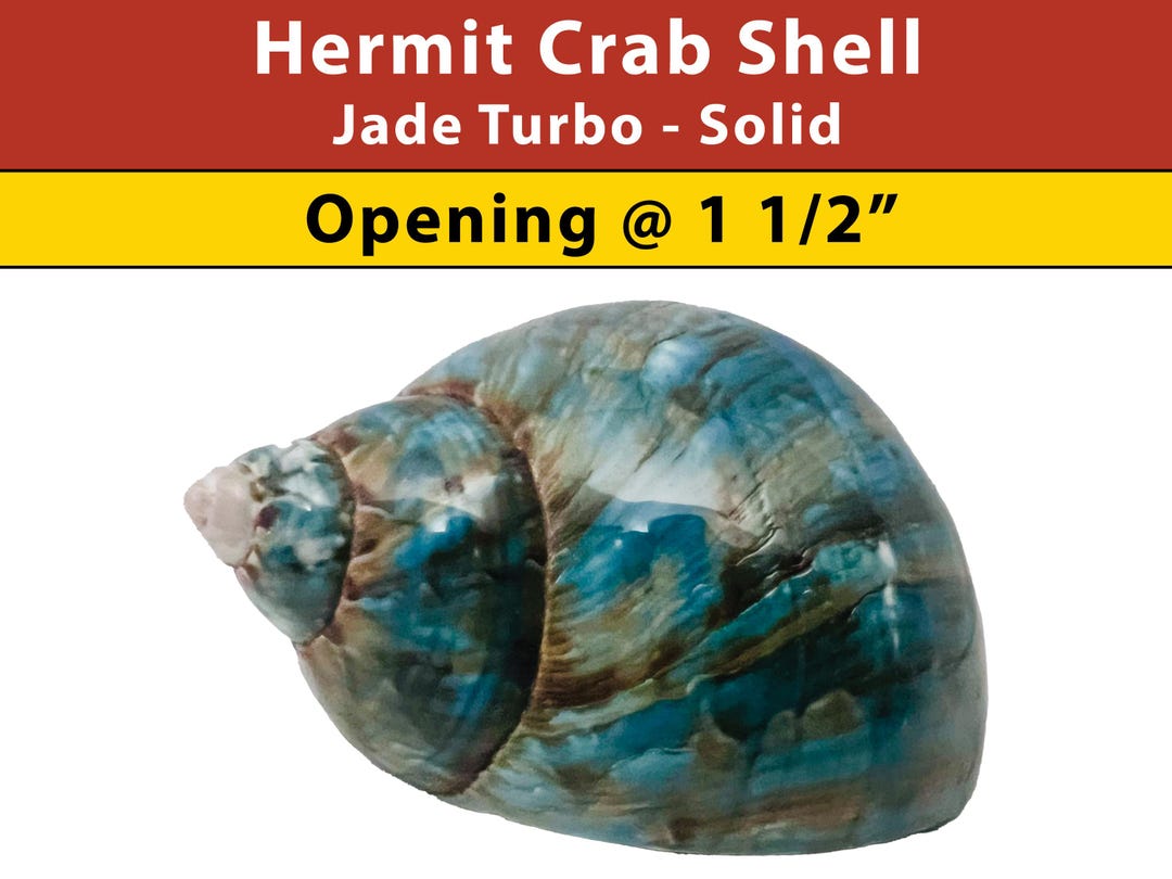 Hermit Crab Shell - Jade Turbo - Solid - Opening Size 1 1/2" - (see Our ...