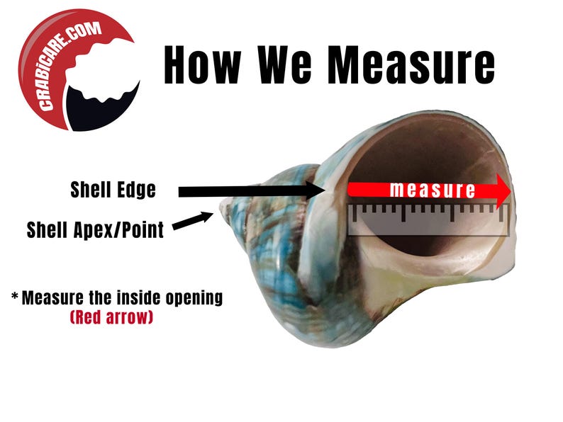 Hermit Crab Shell - Jade Turbo - Solid - Opening Size 1 1/2" - (see Our ...