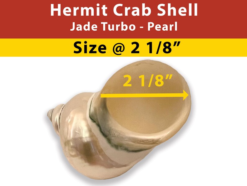 Hermit Crab Shell - Jade Turbo - Pearl - Opening Size 2 1/8" - (see Our ...