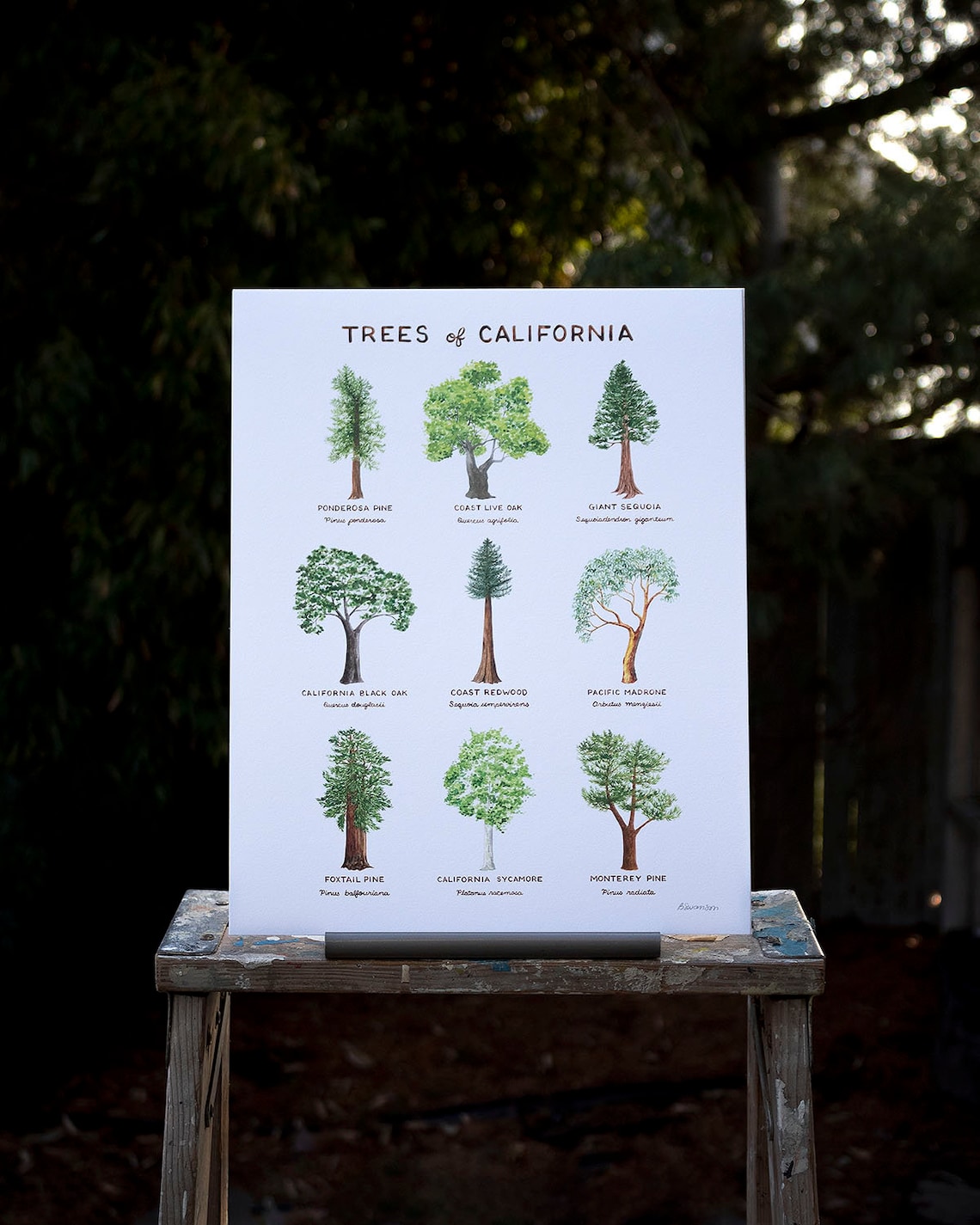 California Trees Art Print / Tree Art / California Art / Trees - Etsy