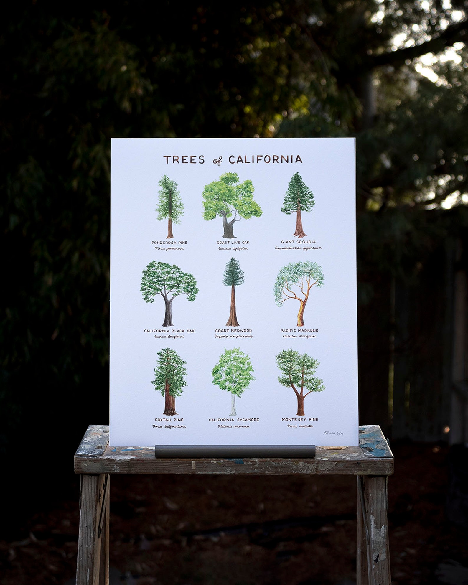 California Trees Art Print / Tree Art / California Art / Trees - Etsy