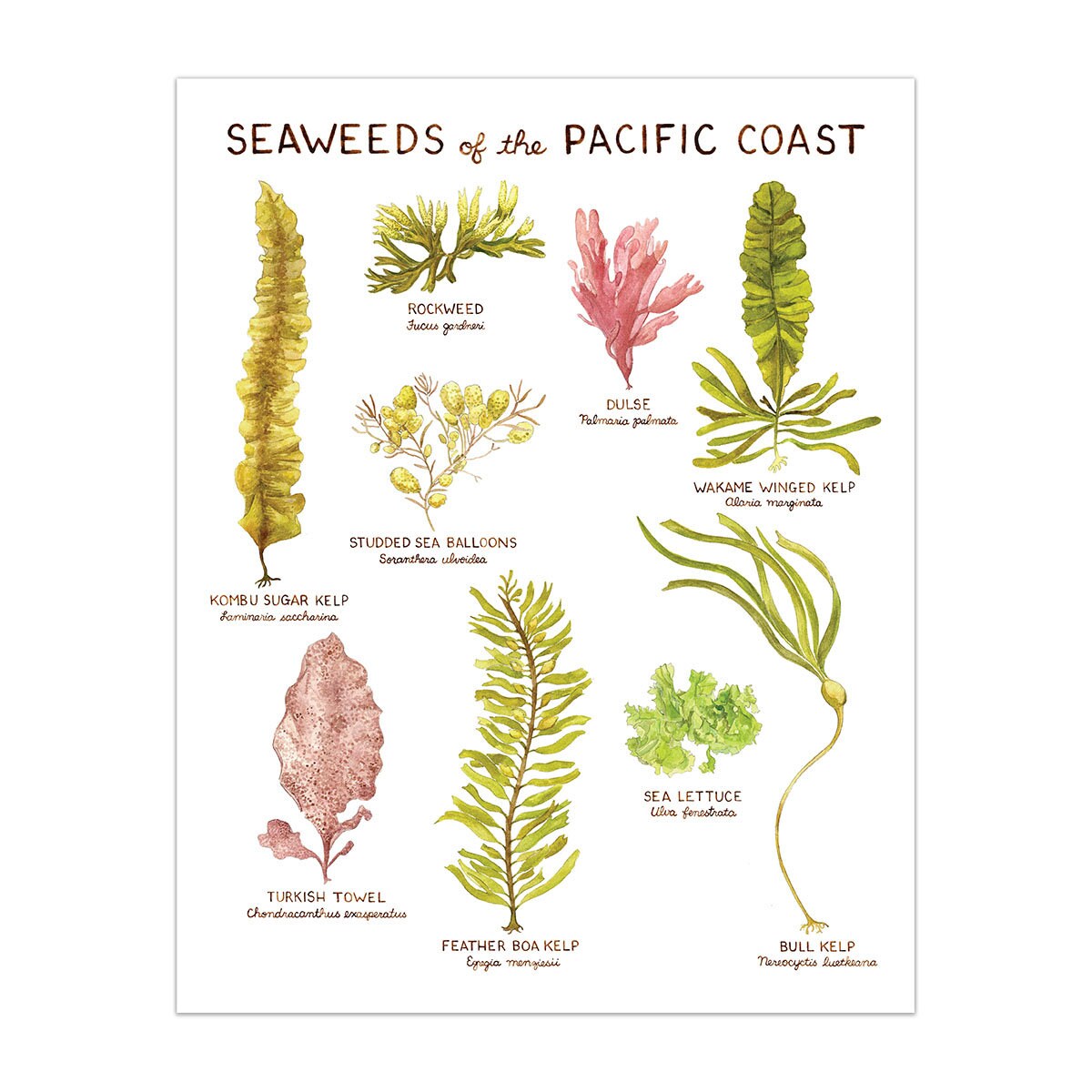 Seaweeds of the Pacific Coast Art Print / West Coast Art / Seaweed Art ...