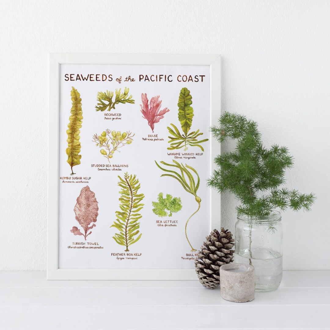 Seaweeds of the Pacific Coast Art Print / West Coast Art / Seaweed Art ...