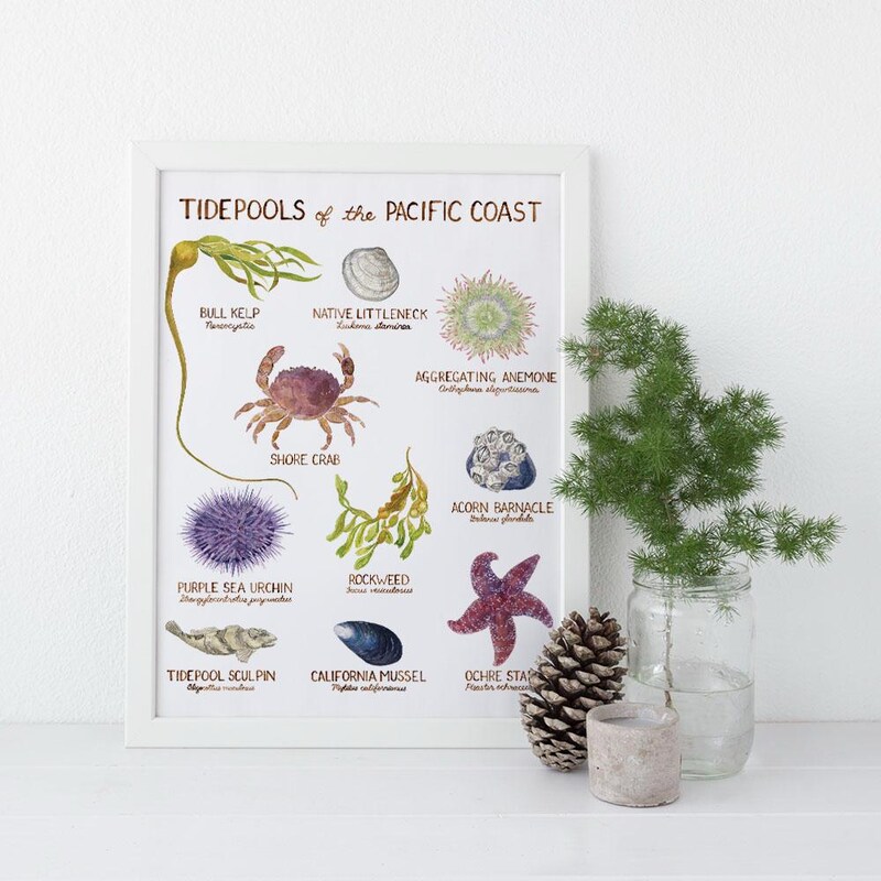 Tidepools - Etsy