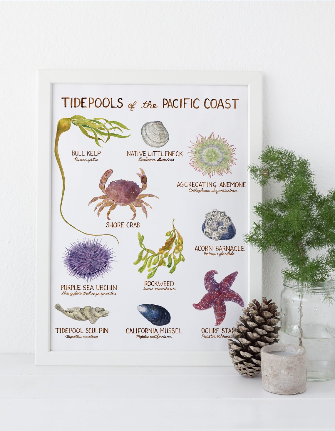 Pacific Coast Tidepools Art Print / Tide Pool Art / Tidepool | Etsy