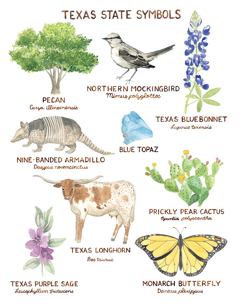 Texas State Symbols Art Print / Texas Art / State Symbols Art | Etsy