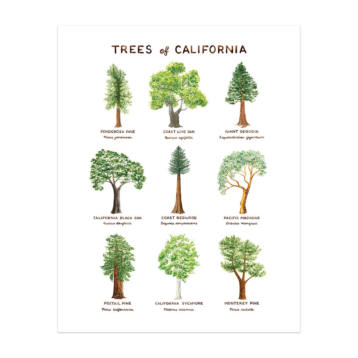 California Trees Art Print / Tree Art / California Art / Trees - Etsy
