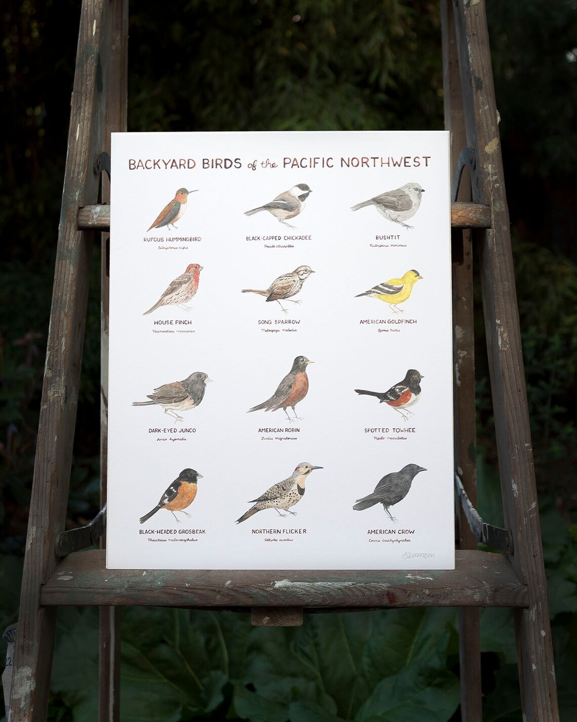 Backyard Birds of the Pacific Northwest Art Print / Washington - Etsy