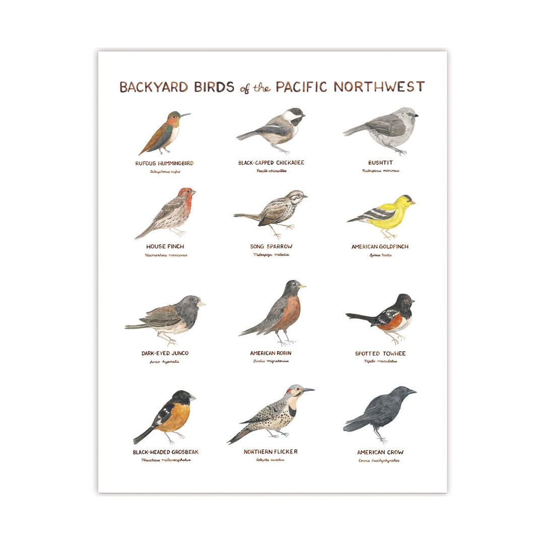 Backyard Birds of the Pacific Northwest Art Print / Washington State ...