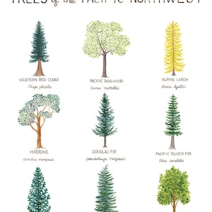 Pacific Northwest Trees Art Print / Washington State Art / Trees Art ...