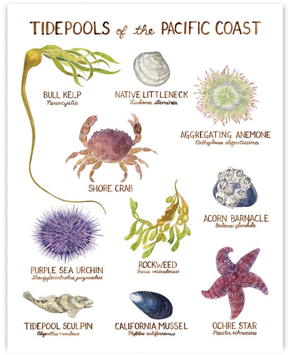 Southern California Tide Pool Species Deals | emergencydentistry.com