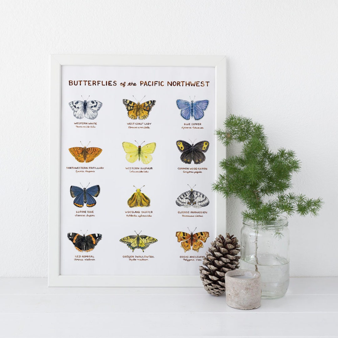 Butterflies of the Pacific Northwest Art Print / Washington State Art ...