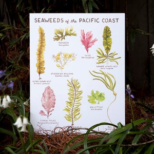 Seaweeds of the Pacific Coast Art Print / West Coast Art / Seaweed Art ...