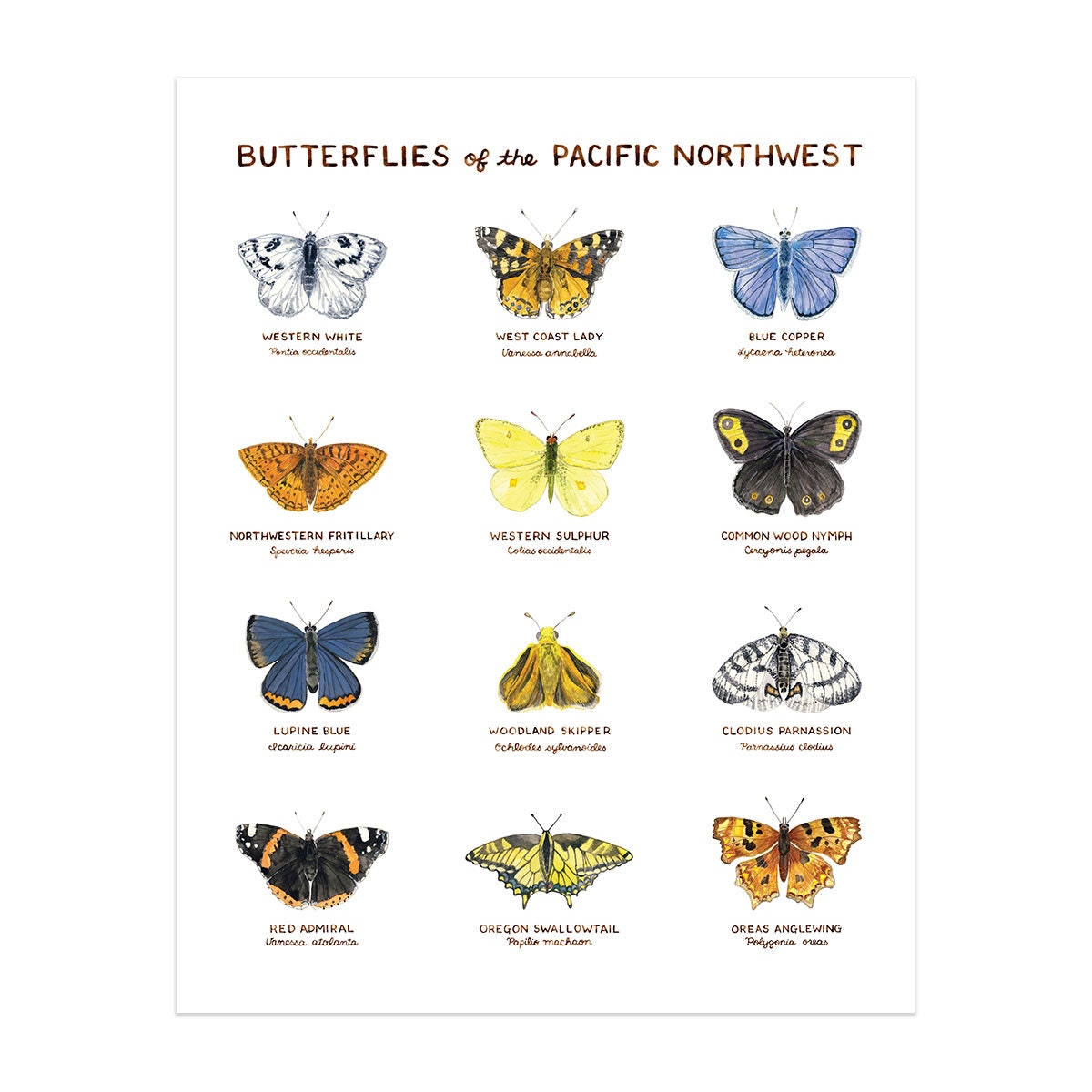 Butterflies of the Pacific Northwest Art Print / Washington | Etsy