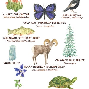 Colorado State Symbols Art Print / Colorado Art / State Symbols Art ...