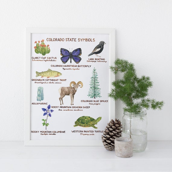 Colorado State Insect Only