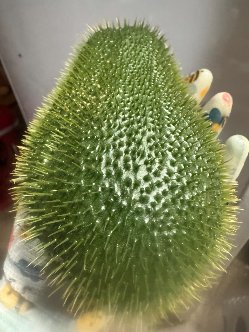 RARE - Spiky Chayote| Erizo Chayote Squash Plant With Pot - 1 St ...