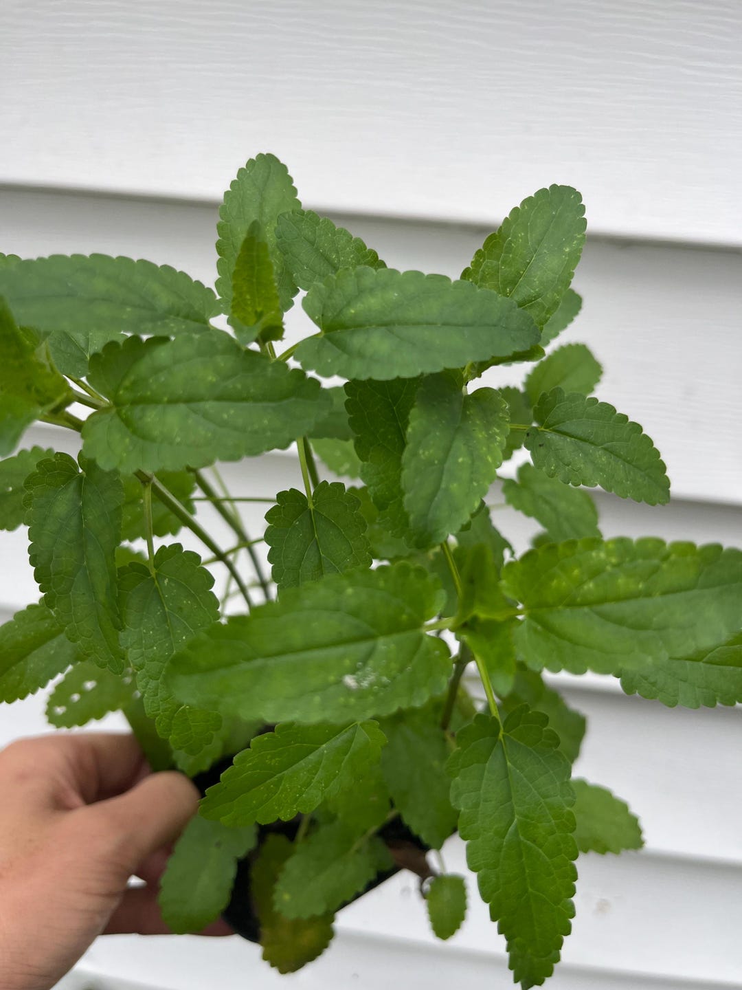 Rare Herb - Stachys Affinis| Chinese Artichoke Plant With 4" Pot ...
