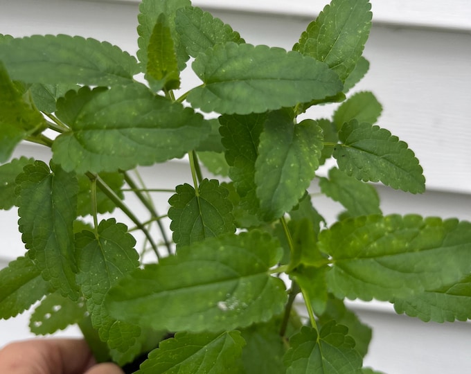 Chinese Artichoke Live Tubers / Roots AKA Crosnes, Betony, Gan Lu Zi ...