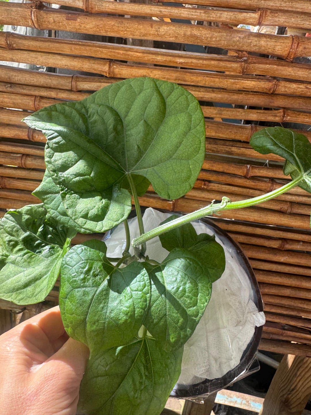 Black Chayote Plant - Rare Chayote Variety| Produce Crunchy and Sweet ...