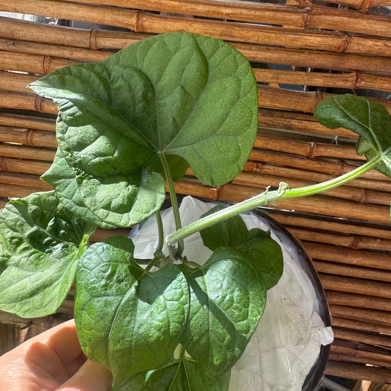 Chayote Plant - Etsy