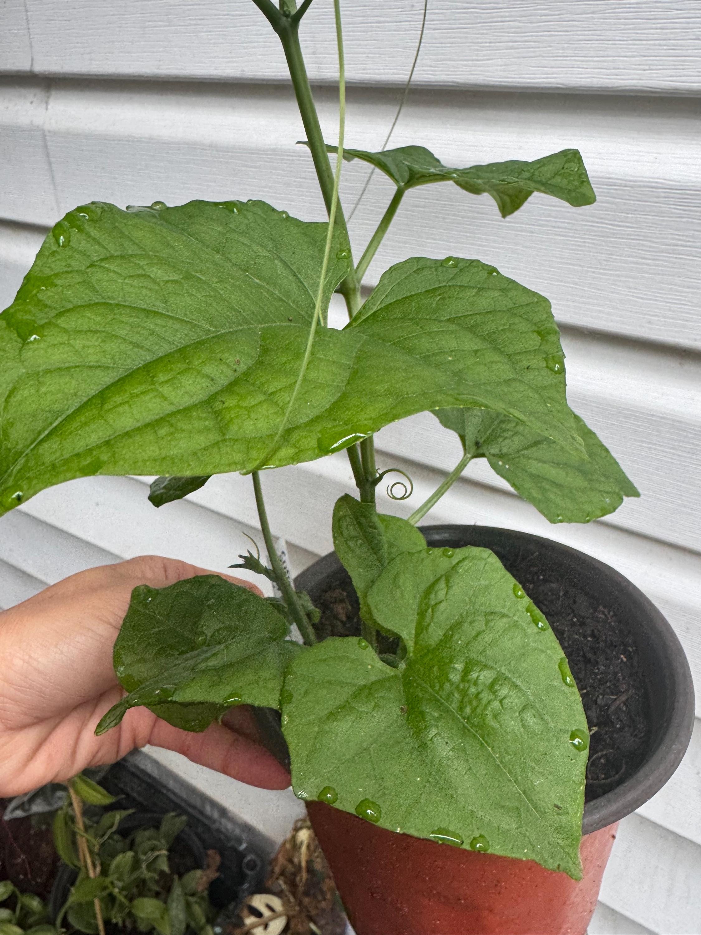 RARE - Spiky Chayote| Erizo Chayote Squash Plant With Pot - 1 St ...