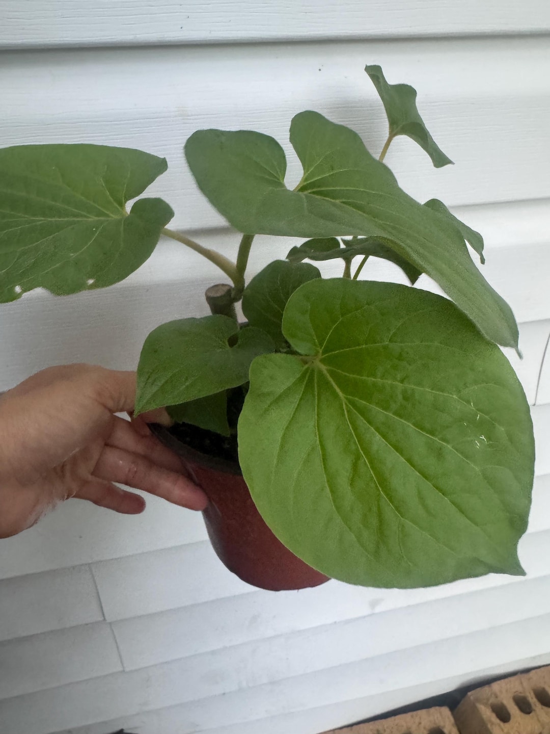 Pack of 2-3 Beer Root Plants Aka Mexican Pepperleaf| Hoja Santa - Ready to Grow- PLS See ...