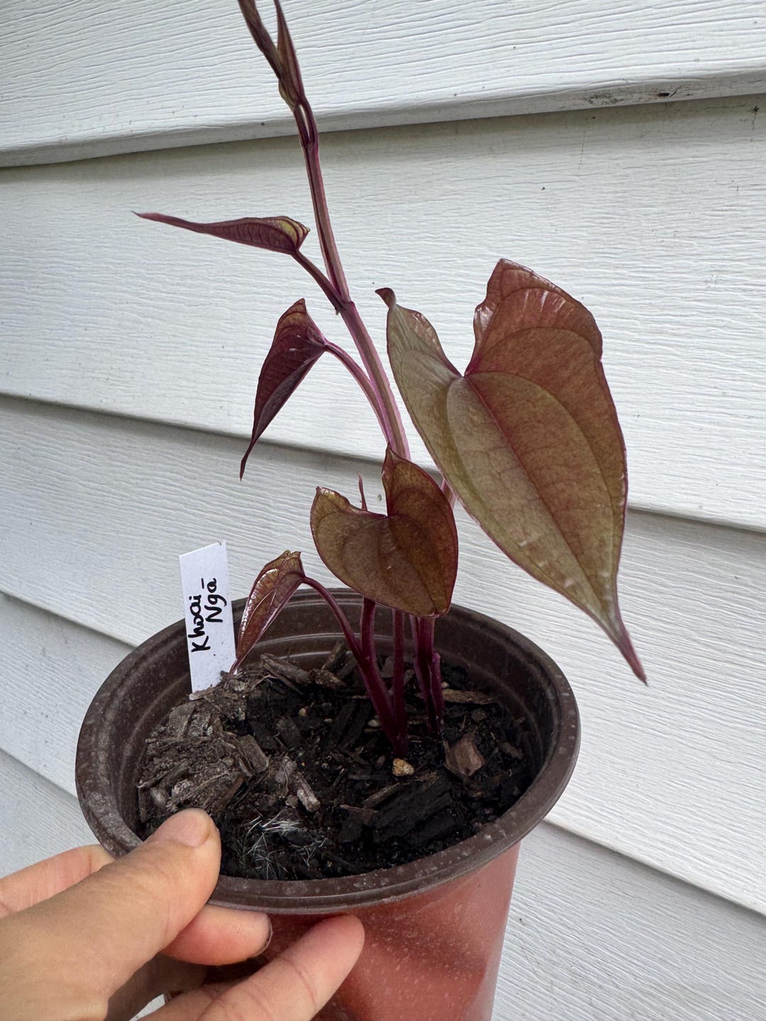 Purple Yam Plant (dioscorea Alata): Guyana Arrowroot - Etsy