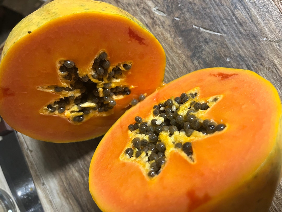 Pot of HAIWAIIAN PAPAYA Plant. Rare and Exotic Fruit Variety, Very Good ...