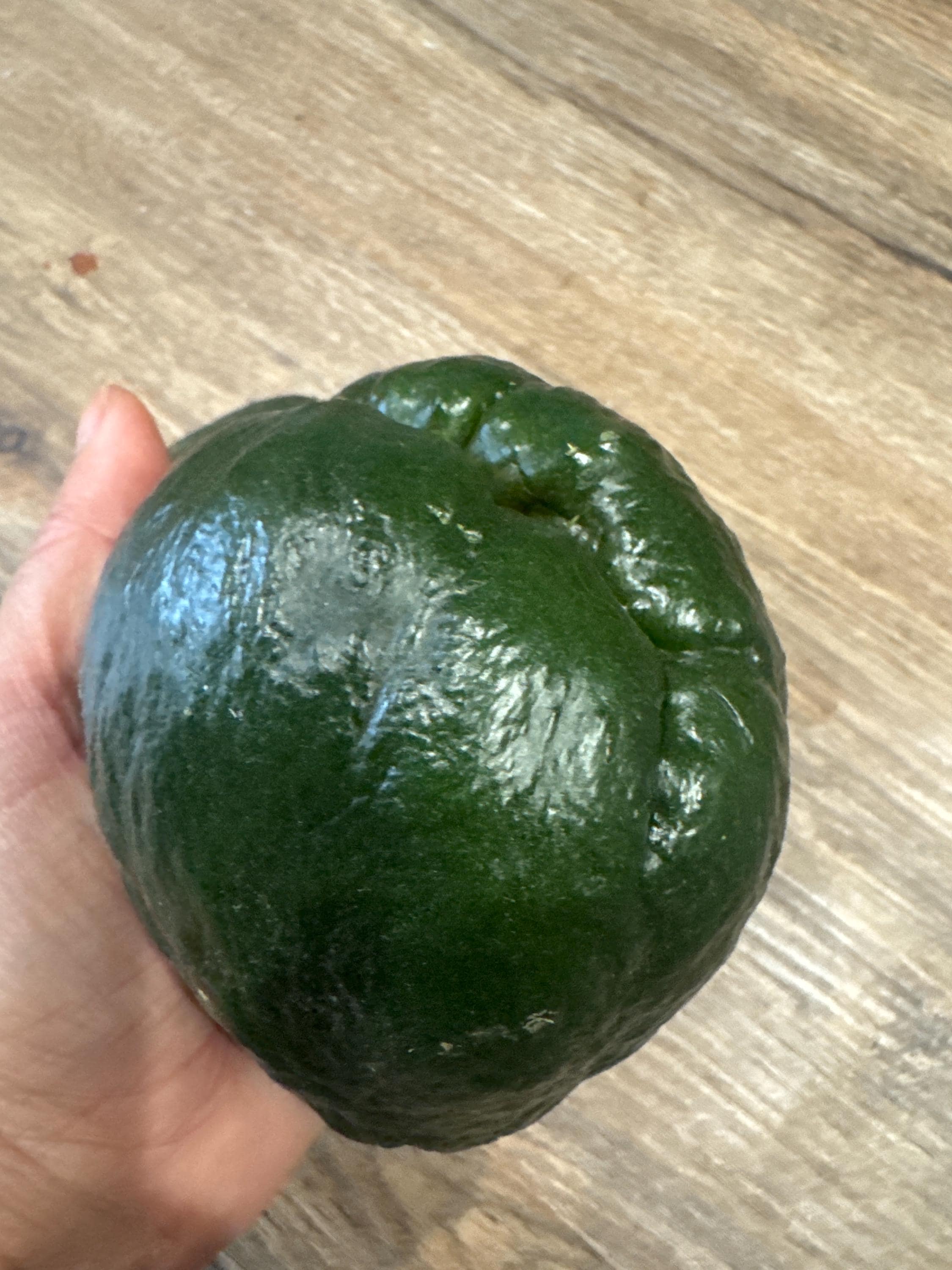 Black Chayote Plant - Rare Chayote Variety| Produce Crunchy and Sweet ...