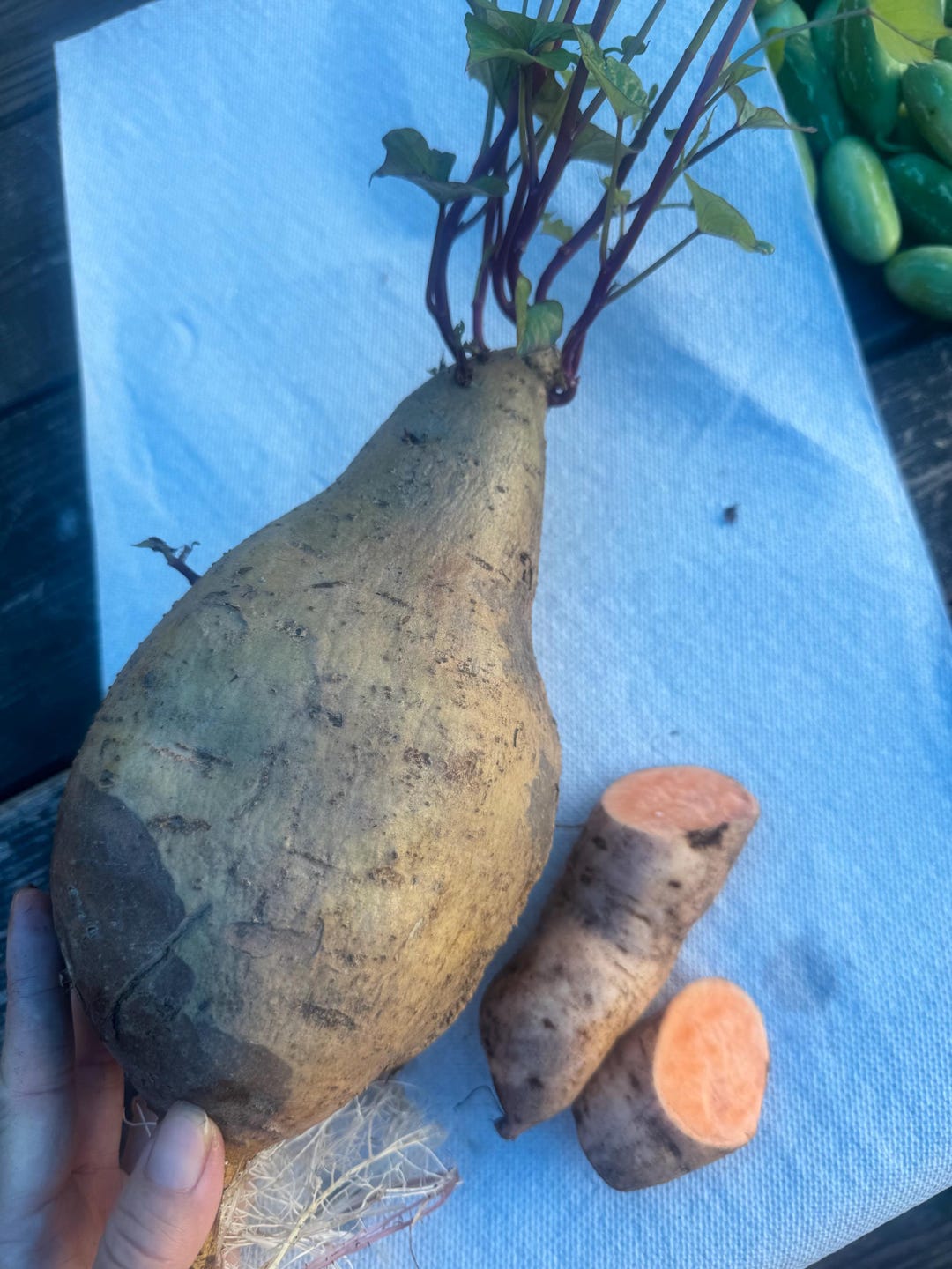 Floridan Sprouted Sweet Potatoe Ube for GROWING - Produced Big Ube ...