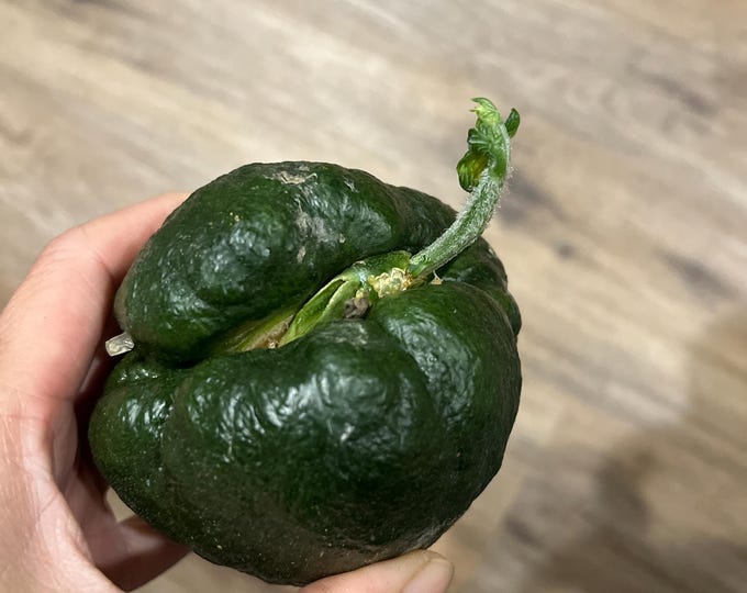 RARE Black Chayote Squash - Pack of 1 - Sprouted - Ready to Grow - Etsy