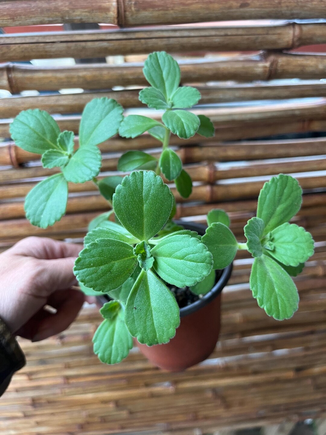 Rare Herb - Organic Vicks Plant (plectranthus Tomentosa With 4" Pot ...