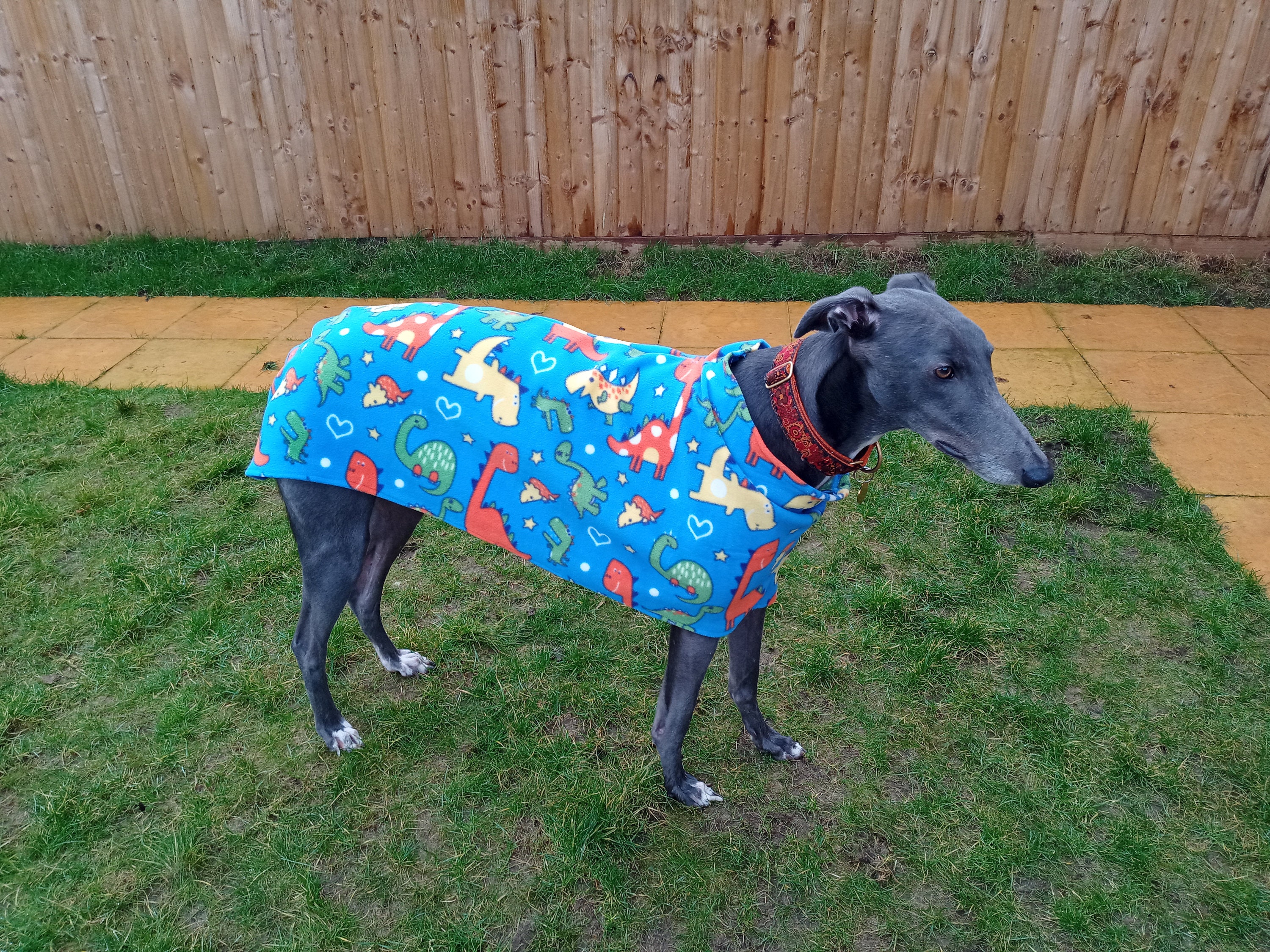 Full-sized 85lb Greyhound Dog Coat Digital Print at Home Sewing Pattern ...