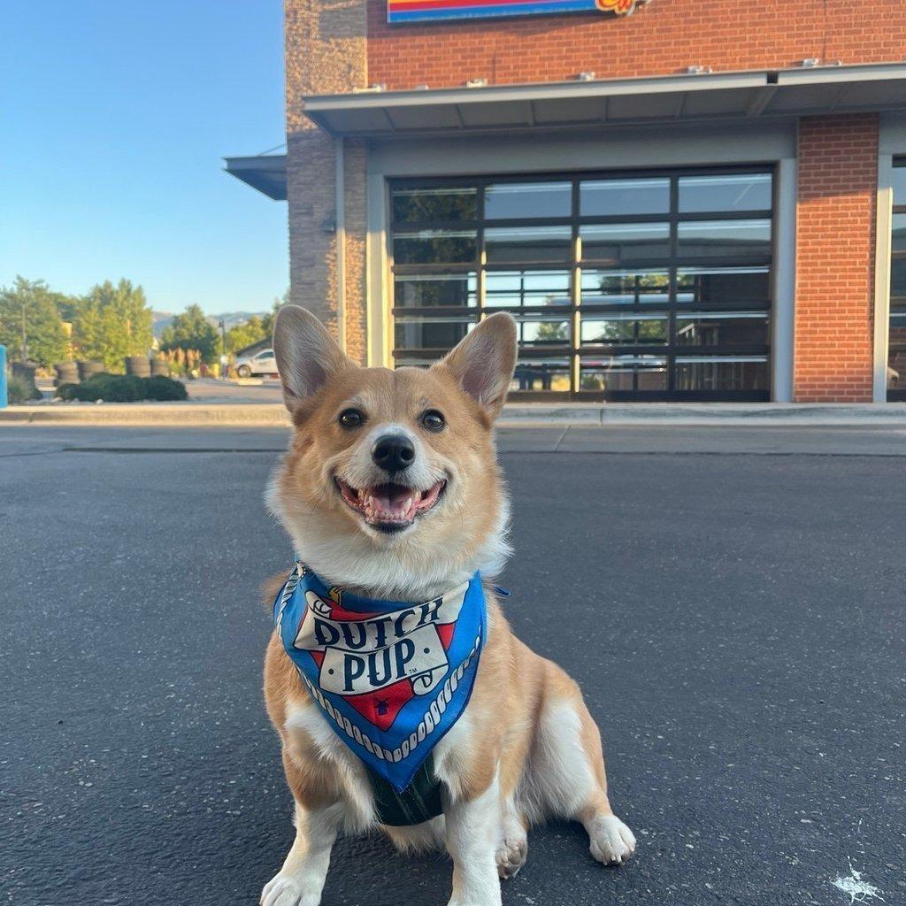 Dutch Bros National Dog Day 2024 Dutch Pup Dog Bandana - Etsy