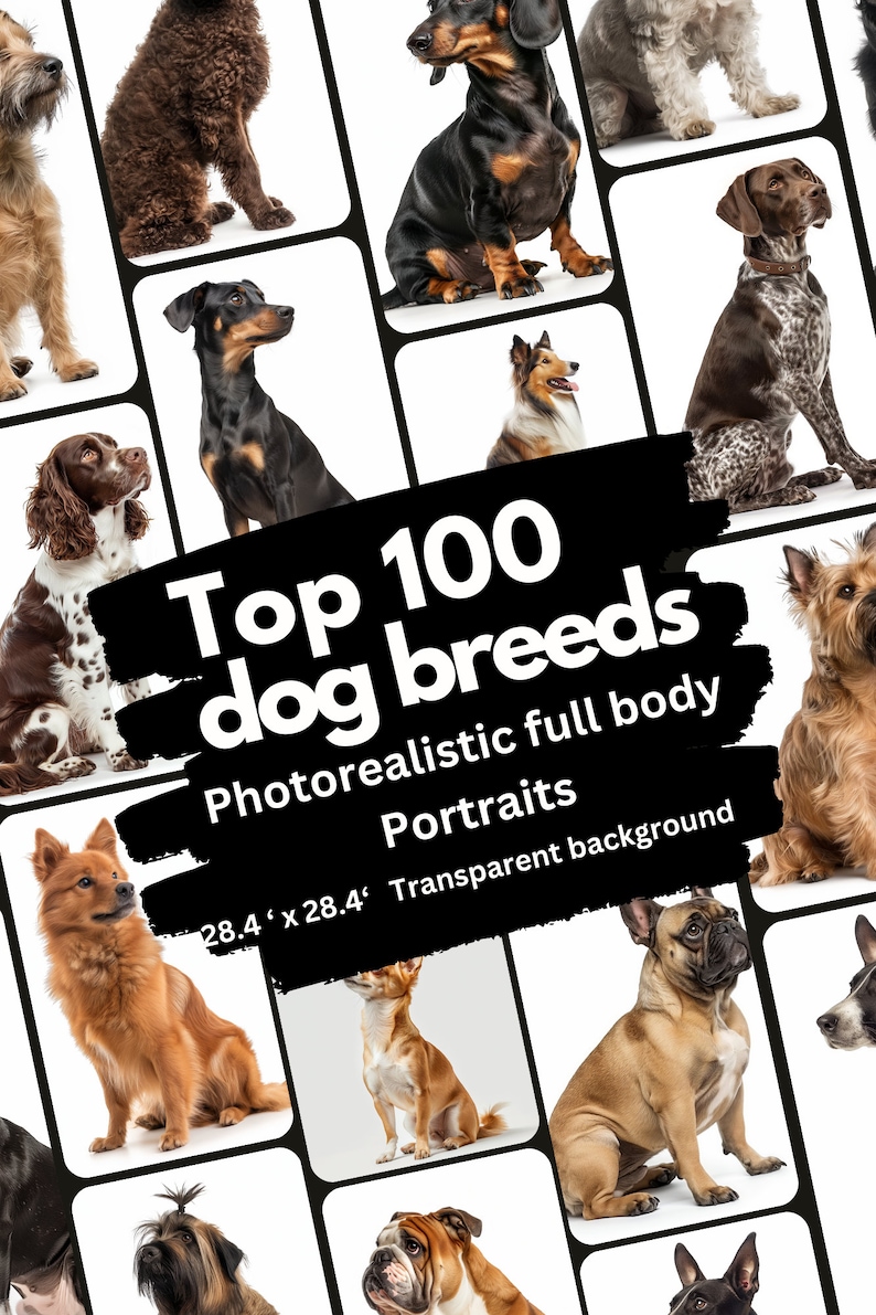 Dog Photos Bundle, Top 100 Dog Breeds, High Resolution PNG Portrait ...