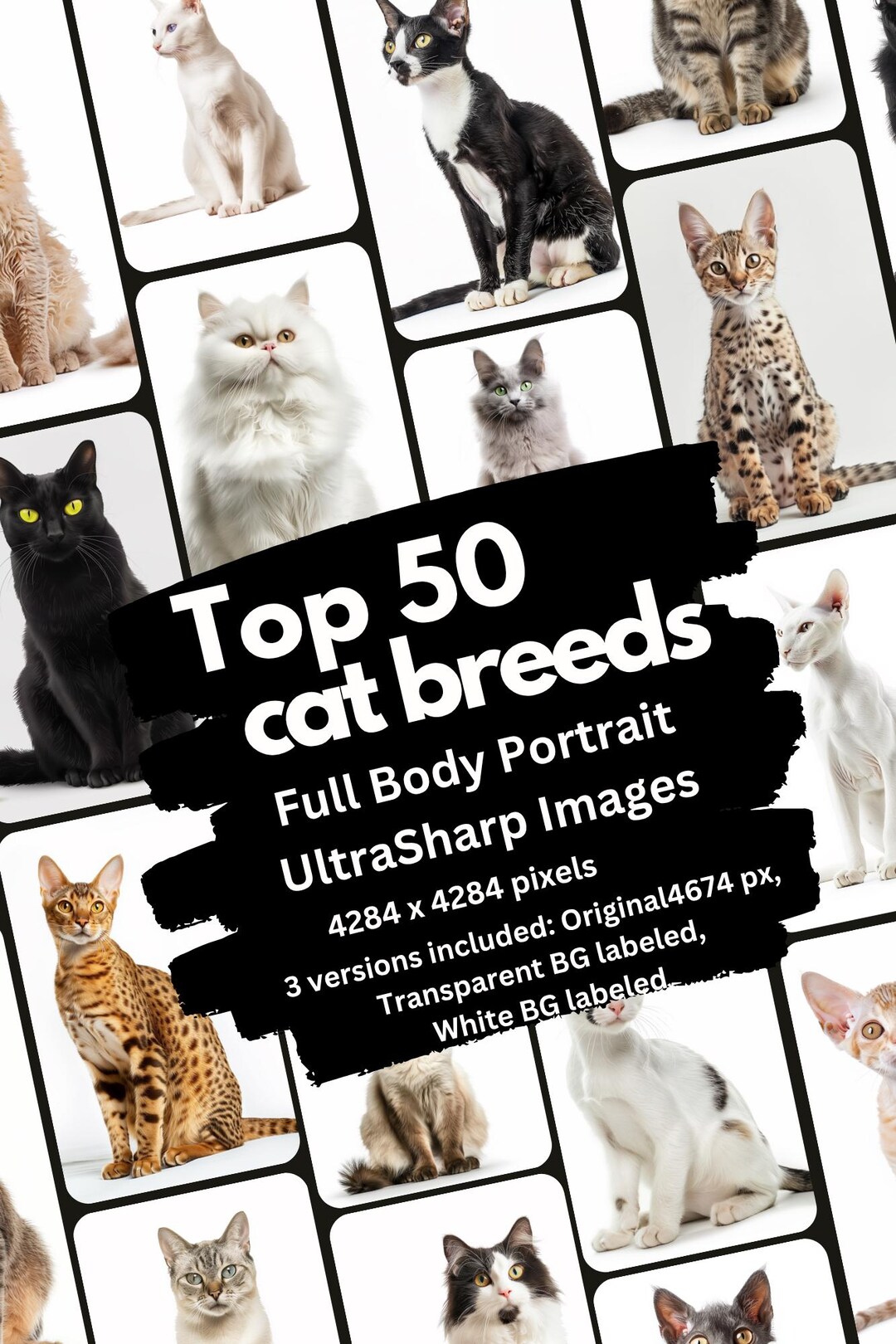 Top 50 Cat Breeds - Full Body Ultrasharp Images - Resolution (4284x4284 ...