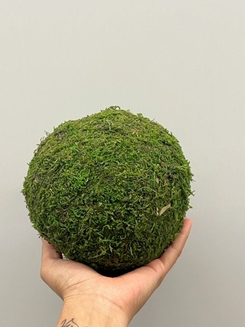 6 Inch Preserved Moss Balls, Moss Decor, Moss Centerpiece, Luxury Decor ...