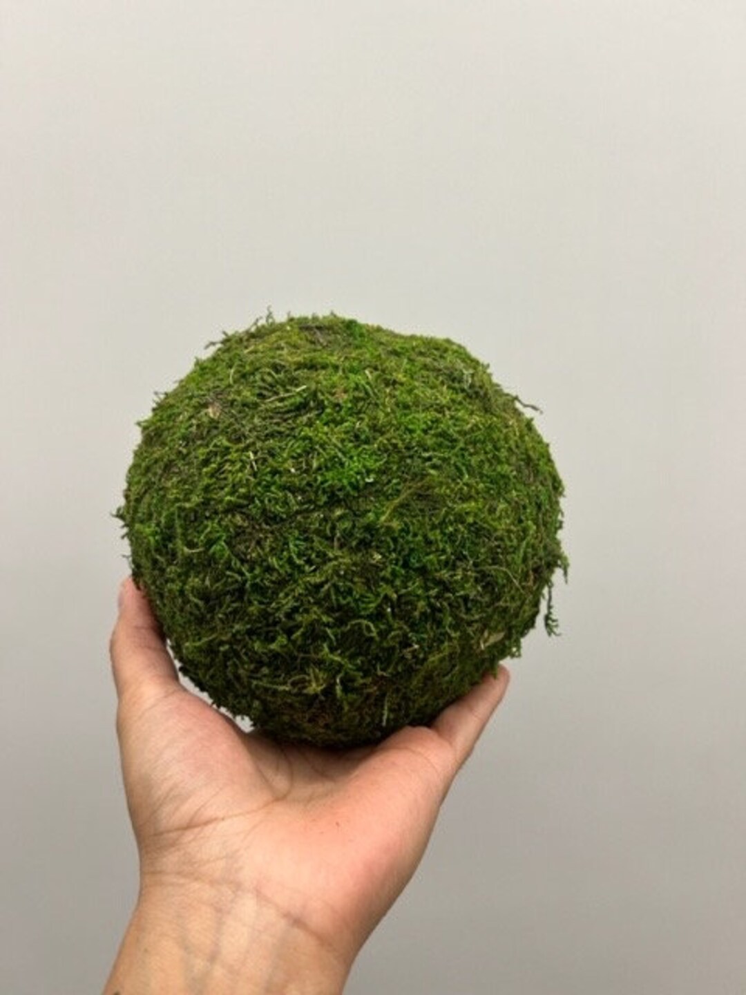 6 Inch Preserved Moss Balls, Moss Decor, Moss Centerpiece, Luxury Decor ...