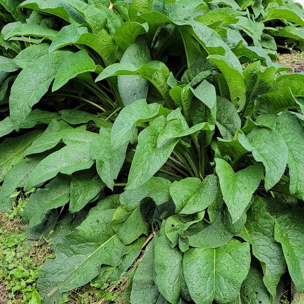 Russian Leaves - Etsy