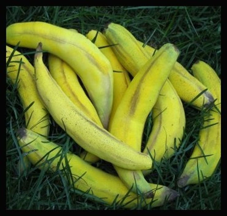 Banana Pattern, Primitive Banana, Fabric Faux Fruit, Primitive Fruit ...