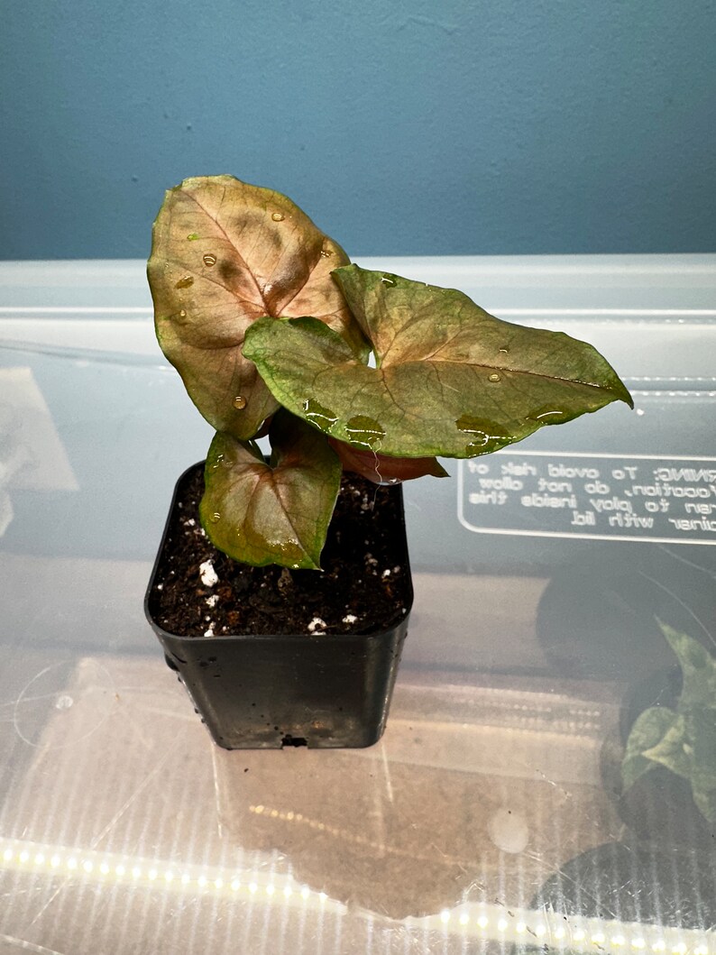 Syngonium maria Allusion Starter Plant - Etsy