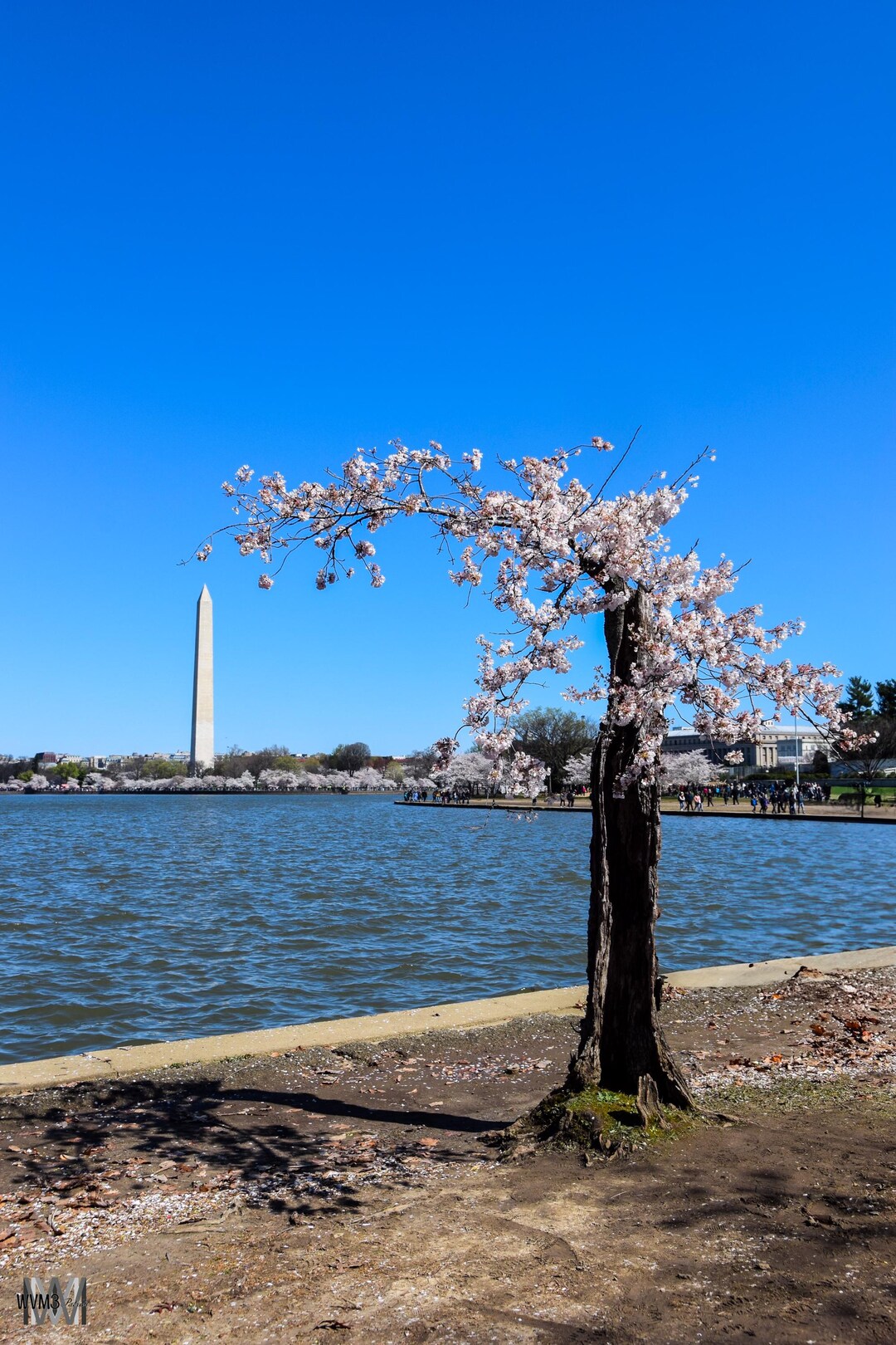 Stumpy Cherry Blossom Tree Photo - Etsy